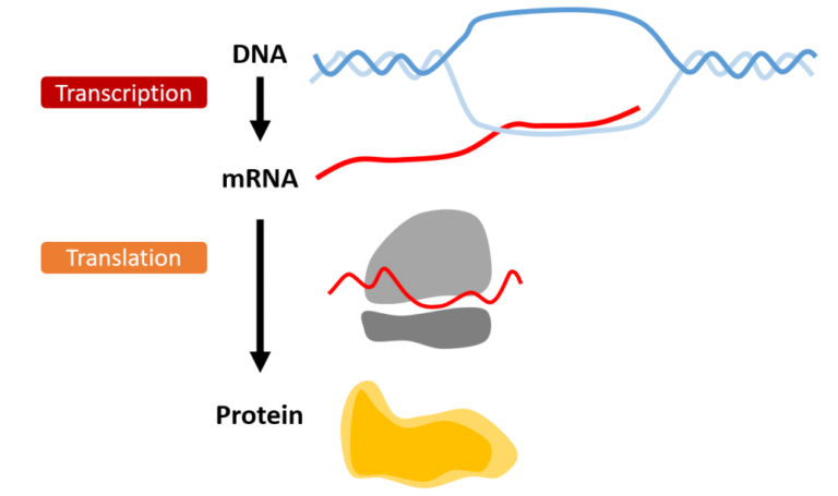Snapshot: What is RNAi? - National Ataxia Foundation