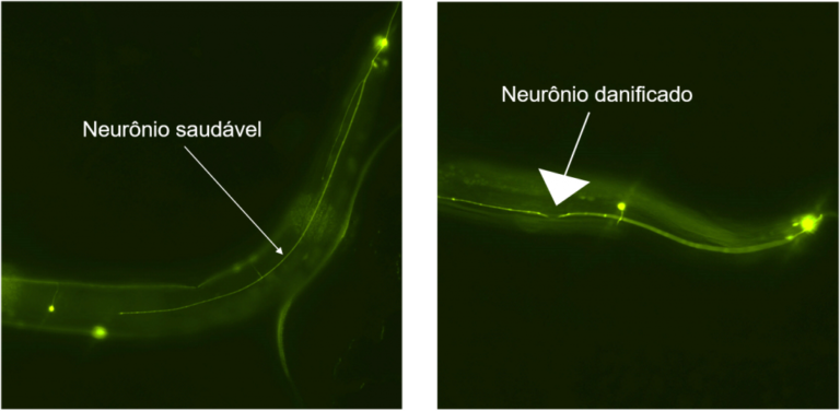 Saiba mais: O que são os modelos de Caenorhabditis elegans? - National ...