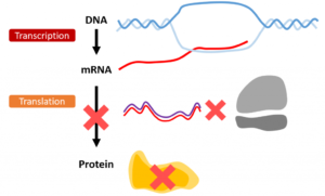 Snapshot: What is RNAi? - National Ataxia Foundation
