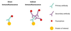 Snapshot: What is Immunofluorescence? - National Ataxia Foundation