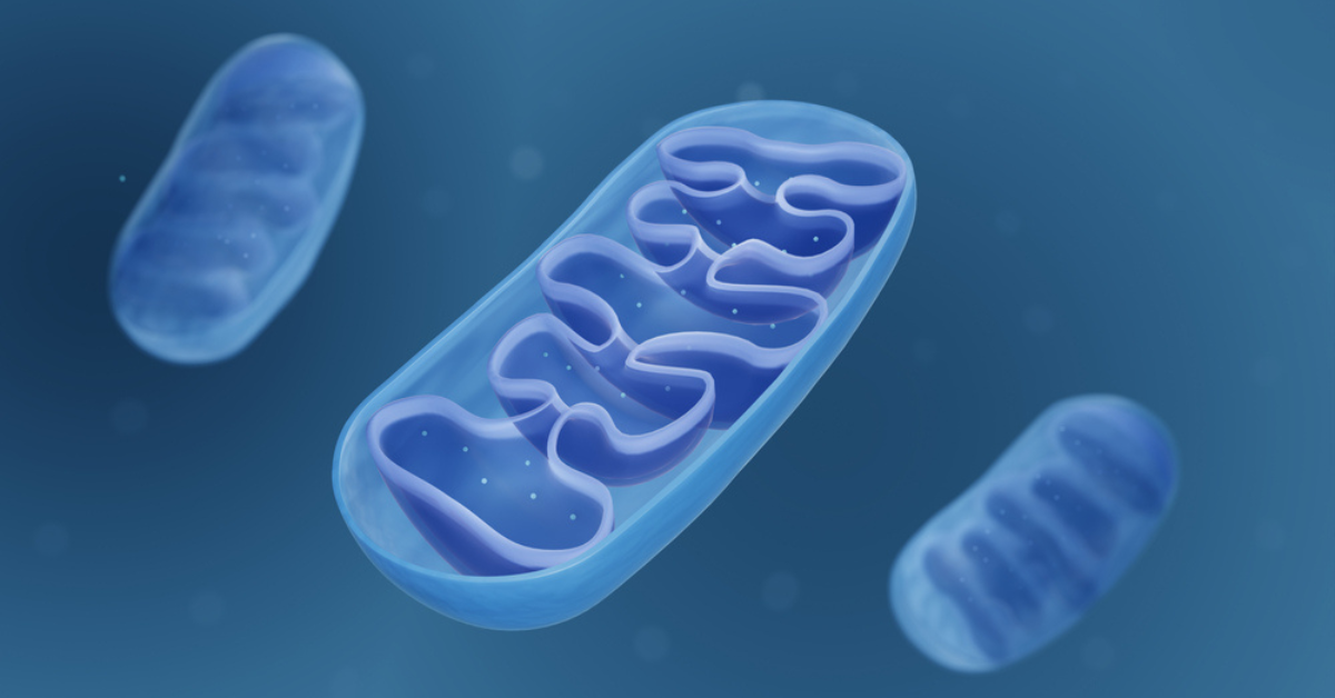 Ataxin-3 and the fight between mitochondrial recycling and cell death ...