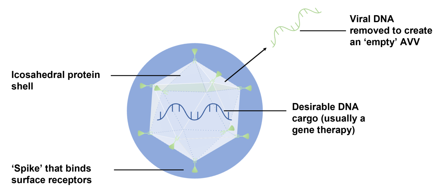 Snapshot: What are adeno-associated viruses (AAV)? - National Ataxia ...