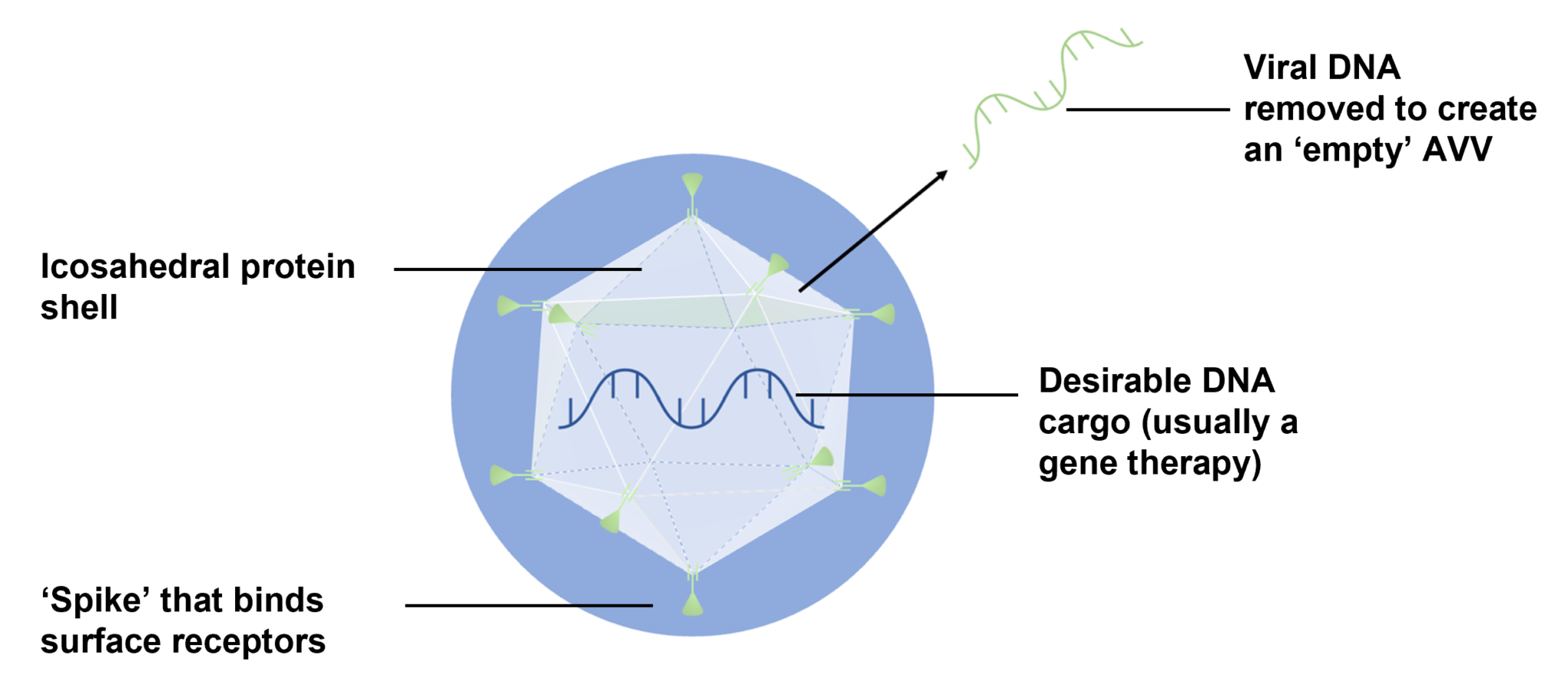 Snapshot: What are adeno-associated viruses (AAV)? - National Ataxia Foundation