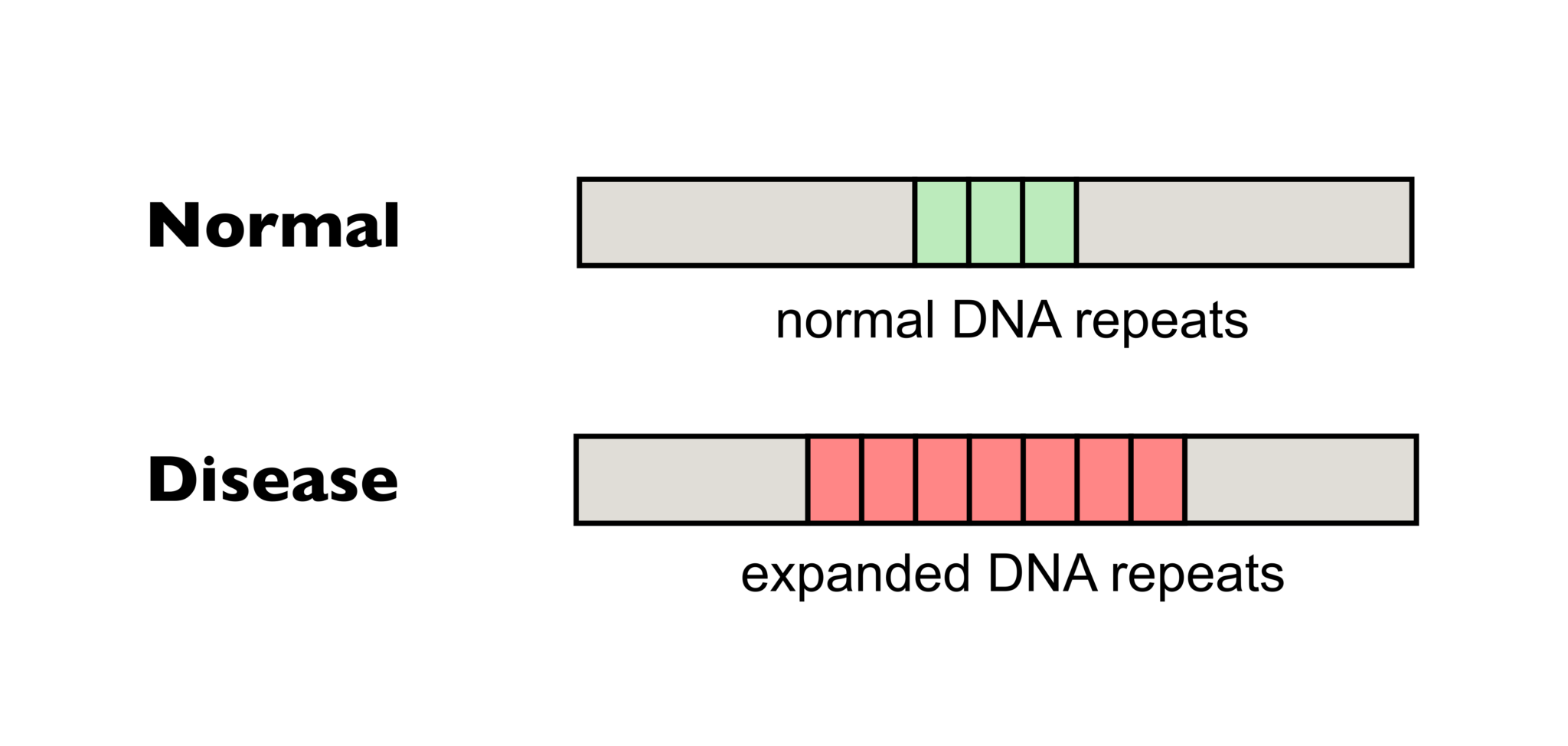 Snapshot: What are somatic expansions? - National Ataxia Foundation