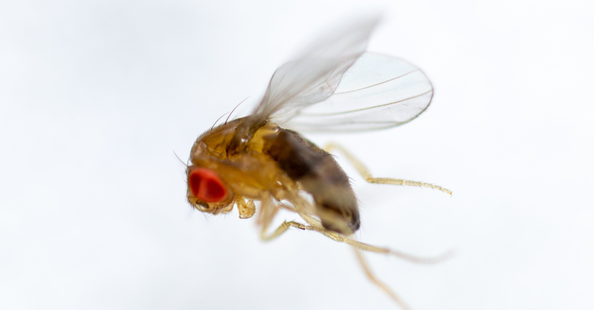 Snapshot: What is Drosophila melanogaster? - National Ataxia Foundation