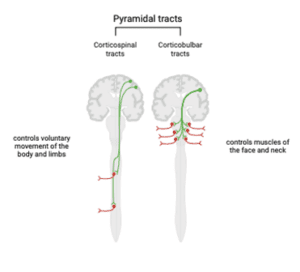 Snapshot: What are Pyramidal Signs? - National Ataxia Foundation