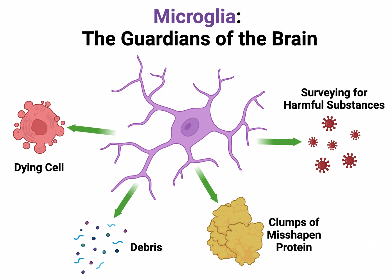 Snapshot: What are Microglia? - National Ataxia Foundation