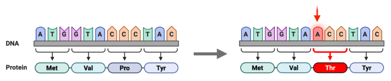 Snapshot: What Are Missense Mutations? - National Ataxia Foundation